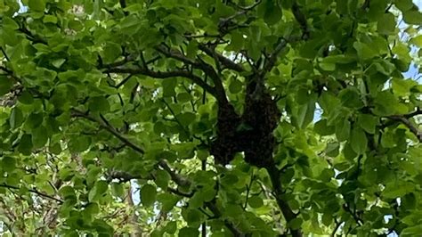 Honey Bee Hive Swarming Youtube