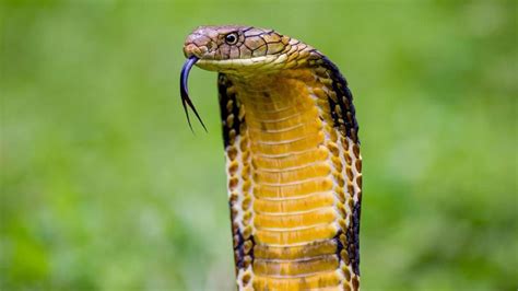 Indonesia Beli Antivenom Ular King Kobra Tersedia Di Mana