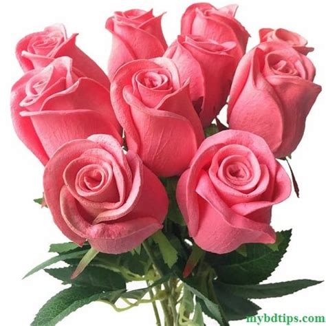 গোলাপ ফুলের ছবি My Bd Tips