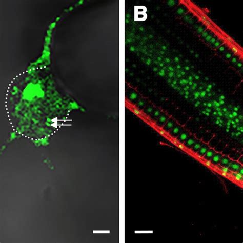 Pdf Development Of A Split Fluorescent Protein Based Rna Live Cell