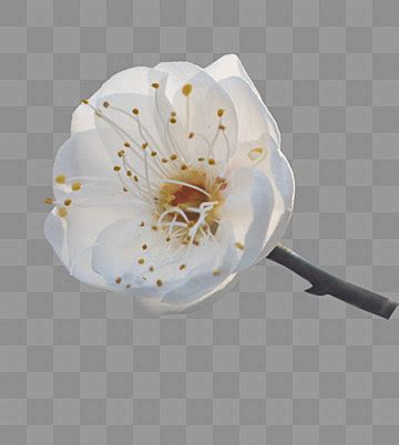 매화꽃 PNG 일러스트 PSD 및 클립 아트에 대한 무료 다운로드 Pngtree