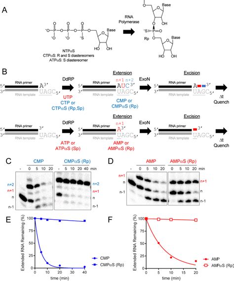 Exon Is Inhibited By The Rp Diastereomer At The Download Scientific Diagram