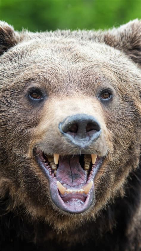 Homepage Latin Bear Candle Company