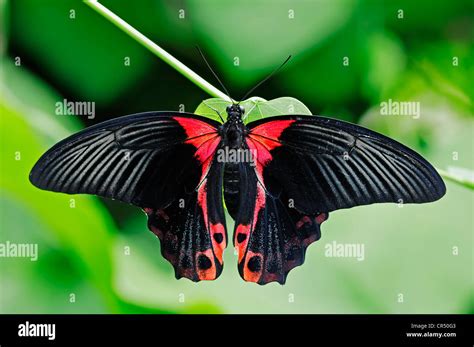 Scarlet Mormon Swallowtail Butterfly Papilio Rumanzovia Female Stock