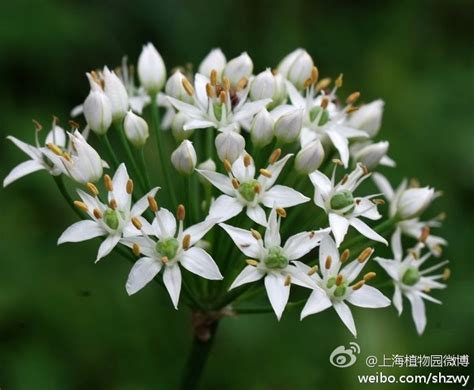 韭花Allium tuberosum Rottler ex Spreng 高清图片堆糖美图壁纸兴趣社区