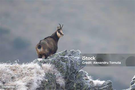 자연 서식지에서 카메라 카르파티아 샤모아를 바라보는 절벽 꼭대기에 서 있는 차모아스 염소 루피카프라 루피카프라 0명에 대한 스톡