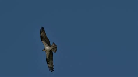 Osprey Flying Against Blue Sky Stock Footage Sbv 347761426 Storyblocks