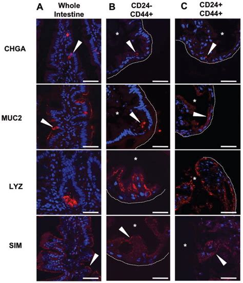 Cd24 And Cd44 Mark Human Intestinal Epithelial Cell Populations With Characteristics Of Active