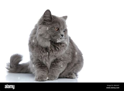 Cute British Longhair Cat With Gray Fur Lying Down And Looking Aside