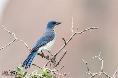 Mexican Jay Aphelocoma Wollweberi · Inaturalist