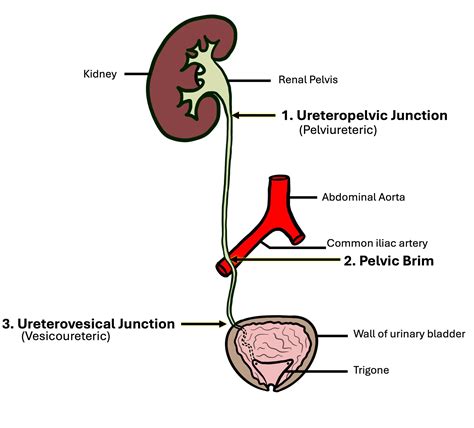 Anatomy Answers — Anatokey