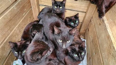 Recetas G20 Las Empanadas Jujeñas Y Mendocinas De Francis Mallmann Que