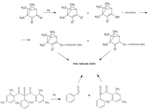 Scheme Of The Hypothesized Mechanism Concerning The Formation Of