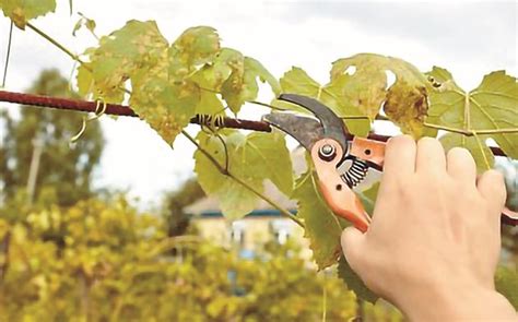 Санитарен преглед на лозите през есента Български Фермер