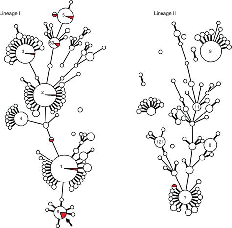 multilocus sequence typing based minimum spanning tree of 745