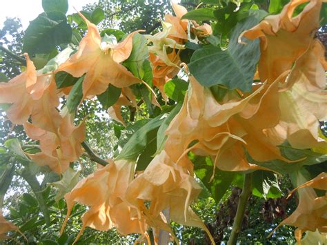 Twizzler Brugmansia Growers International