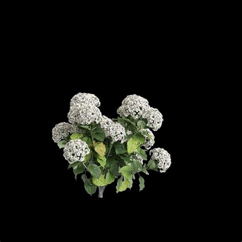 Premium Photo 3d Illustration Of Hydrangea Macrophylla Bush Isolated On Black Background