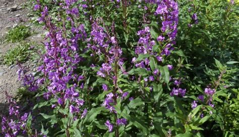 Broadleaf Weeds Identification Common Types With Images Insightweeds