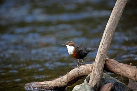 premium photo eurasian dippers displaying and collecting nest material