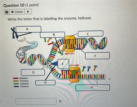 Solved A Particular Triplet Of Bases In The Template Strand Chegg