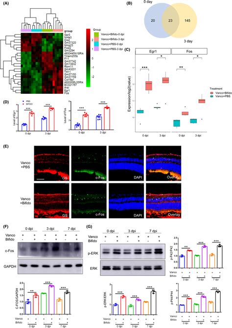 Oral Administration Of Bifidobacterium Activates Retina Erk Fos Download Scientific Diagram