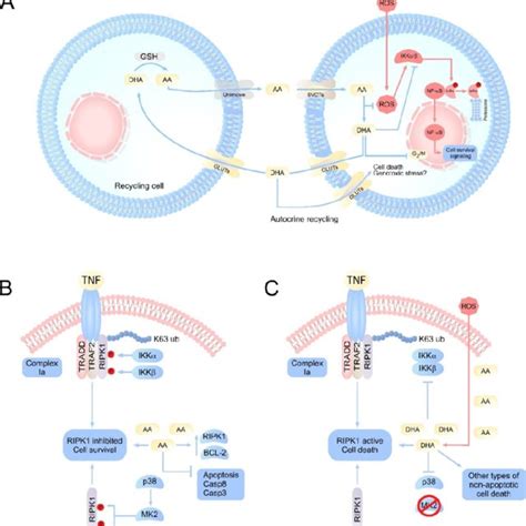 Molecular Pathways Regulated By Vitamin C In Different Cell Models