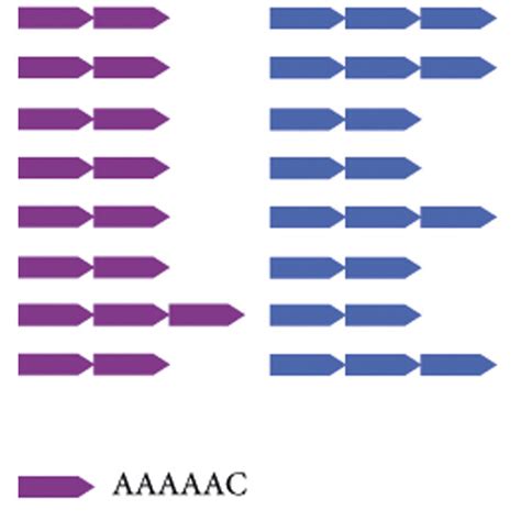 Genome Sequence Diversity Of Genotype Ii Asfv In China From August 3rd Download Scientific