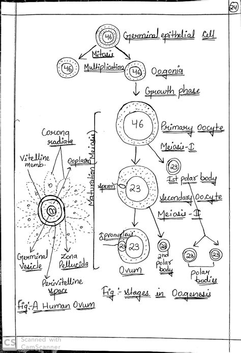 Human Reproduction Notes In Pdf Class 12 Biology Chapter 3 Riset