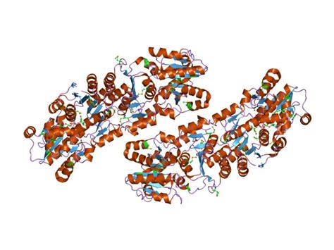 Udpglucose 4 Epimerase Udp Galactose Epimerase Udp Glucose Epimerase