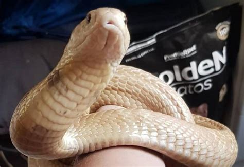 Preso Suspeito De Ocultar Cobras Que Pertenciam A Estudante Picado Por Naja Campos Horas