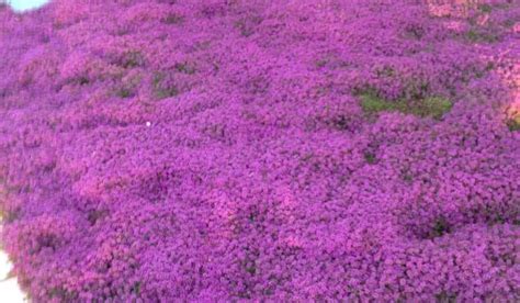 Pros And Cons Of Red Creeping Thyme Lawn Yard Floor