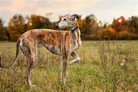 Cómo cuidar a un Galgo Italiano Vimar Alfambra