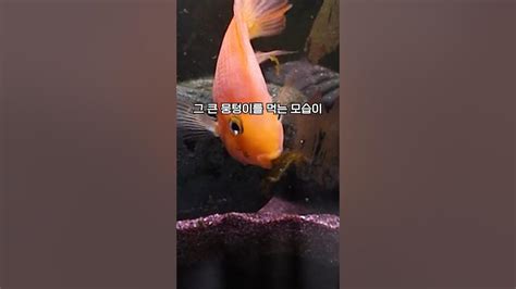 이끼 먹는 물고기 Youtube