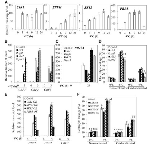Figure 5 From A Dead Box Rna Helicase Is Critical For Pre Mrna Splicing