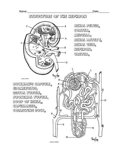 Urinary System Activity Worksheet — Db