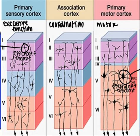 Cerebral Cortex Ch 13 Flashcards Quizlet