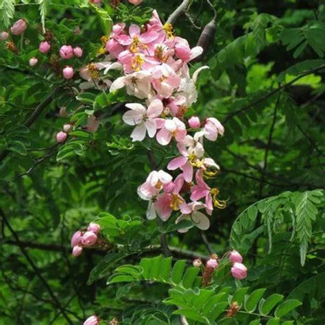 Discover The Health Benefits Of Cassia Nodosa Faizan Farms