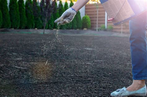 This Is Precisely When You Should Sow Grass Seed In Your Climate 7 Key