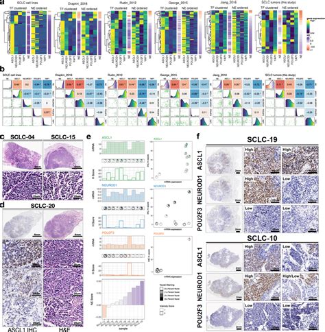 ne score and sclc molecular subtypes a heatmaps visualizing relative