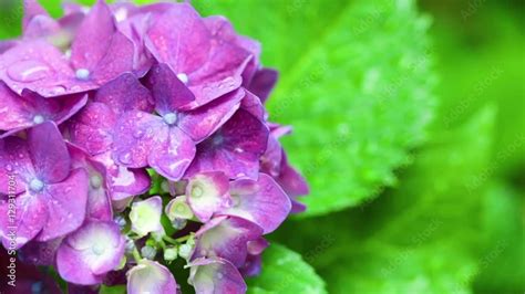 雨に濡れる紫陽花の花 Stock Video Adobe Stock
