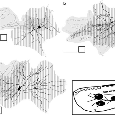 Aspiny Medullary Neurons A Aspiny Medullary Neuron With An Axon