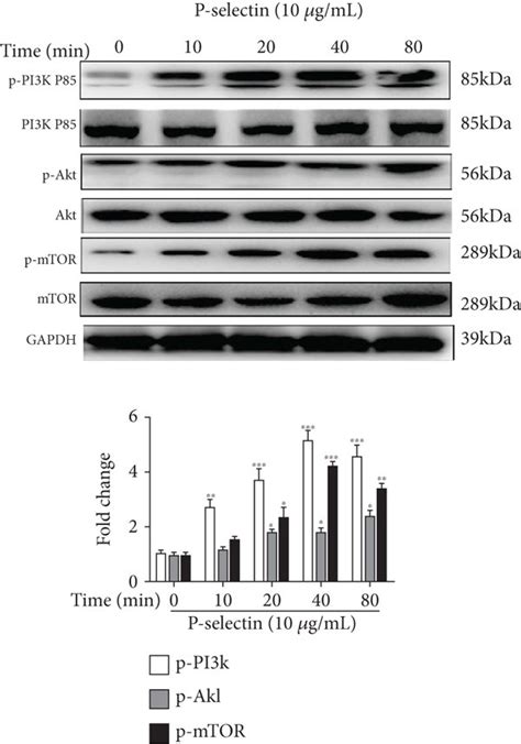 A B Iellqar Inhibited Monocyte Activation By P Selectin Dependent