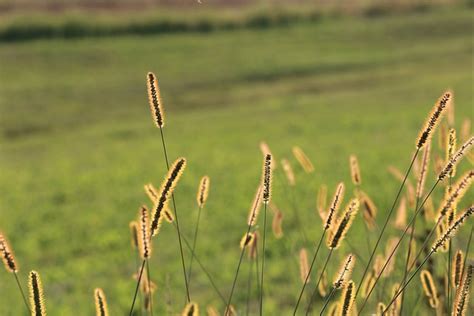 Meadow Grass Evening Free Photo On Pixabay Pixabay
