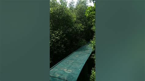 Korangi Wild Life Mangrove Forest Youtube