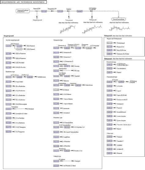 Sesquiterpene And Terpenoid Backbone Biosynthesis Pathway In M Roridum