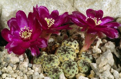 G155 011  Free Image Hosting Service