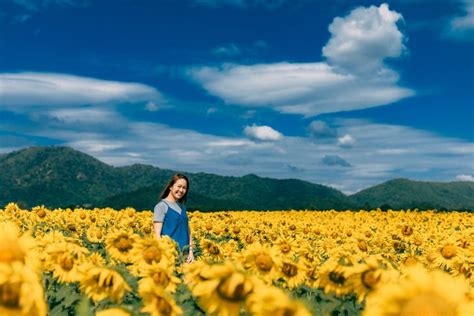 ทุ่งดอกทานตะวันไร่วิชาญ ทุ่งดอกไม้เหลืองอร่าม กลางวิวภูเขา
