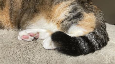 Sweet Calico Tabby Toe Beans R Toebeans