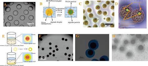 Microfluidic Fabrication Of Polymeric Core Shell Microspheres For Controlled Release
