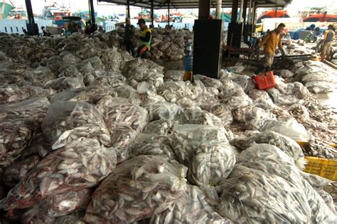 Harga Ikan Frezer Turun Antara Foto